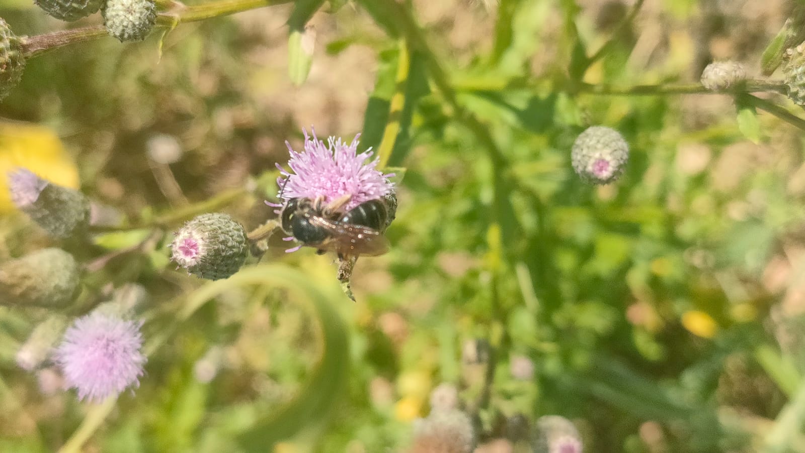 Tutela delle api selvatiche. Aree fluviali trasformate in spazi fioriti ...